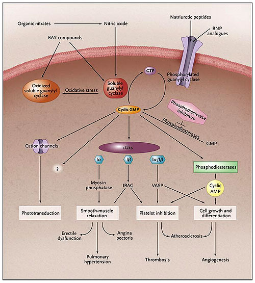 SAVALnet - Ciencia y Medicina - Progresos Médicos