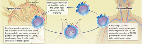 Understanding and Overcoming Resistance to BTK Inhibitors in Chronic ...